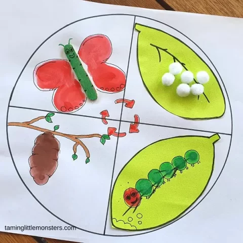 Butterfly Life Cycle Lesson Plans For Kindergarten Butterfly Learning