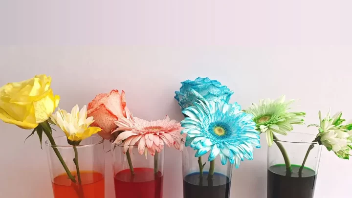 Rainbow Flower Experiment Color Changing Flowers Science Experiment